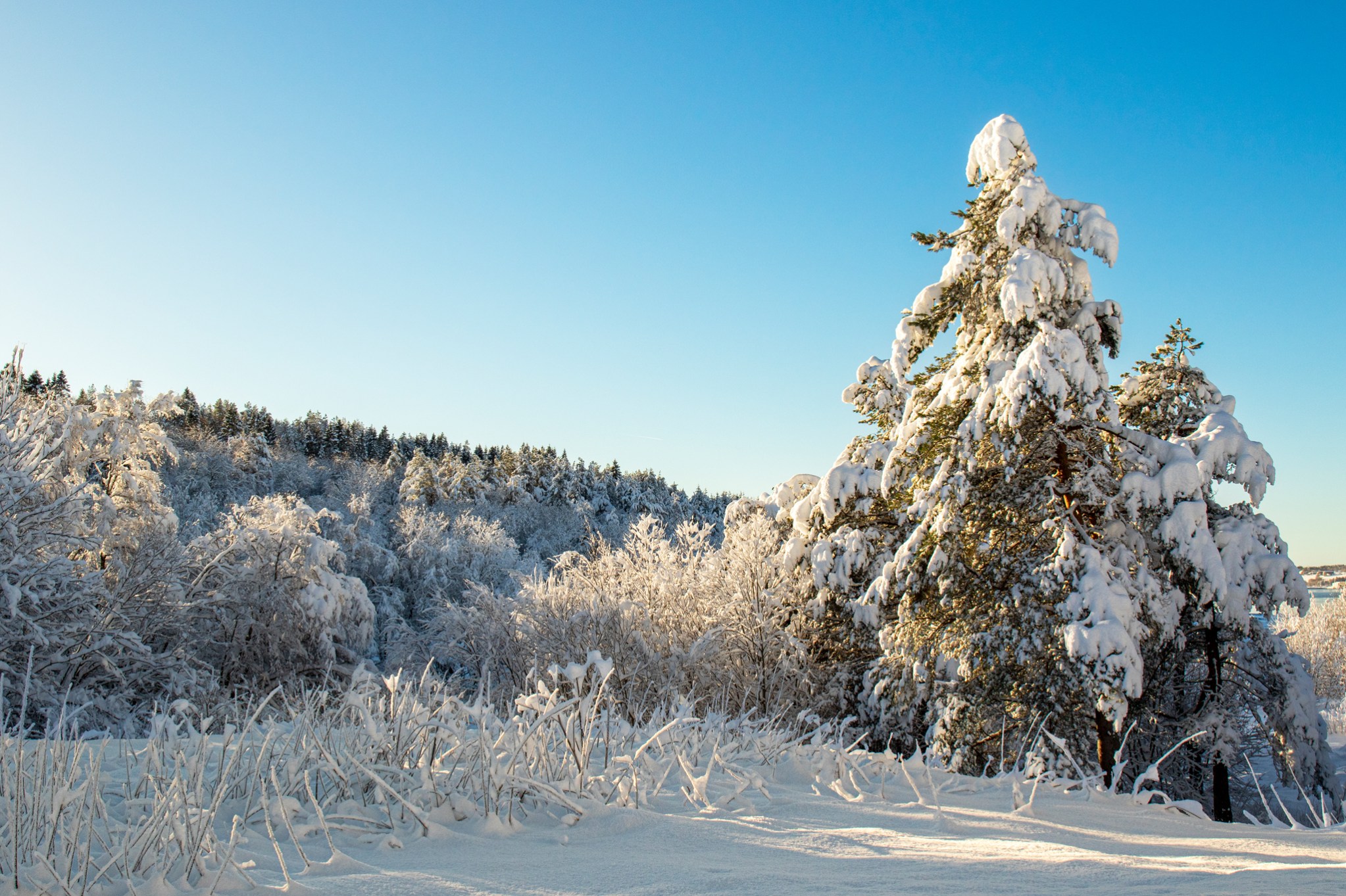 Vinter, vebju og mjellsnø – FINTENKJARPLASSEN